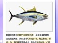 黄鳍金枪鱼多少钱一斤_黄鳍金枪鱼最新价格走势