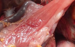 禽类恐惧症怎么克服_禽类恐惧症是心理疾病吗