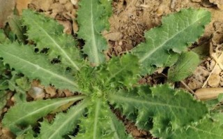 野苦菜图片_野苦菜怎么辨认