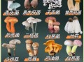 东北野生蘑菇图片大全_如何分辨有毒与无毒