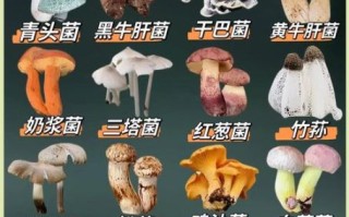 东北野生蘑菇图片大全_如何分辨有毒与无毒
