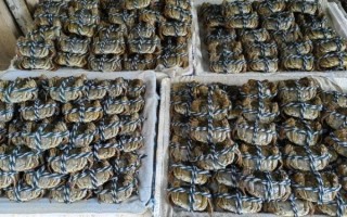 中国大闸蟹产地排名_哪里的大闸蟹最正宗