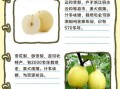 雪花梨是雪梨吗_雪花梨和雪梨的区别
