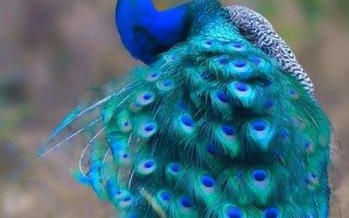 全球最漂亮的孔雀图片_如何拍摄