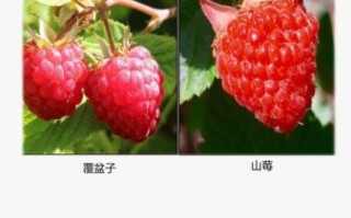 覆盆子是树莓吗_覆盆子与树莓的区别