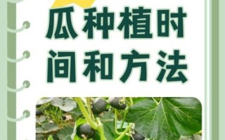 小南瓜怎么种_小南瓜种植时间