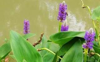 梭鱼草怎么养_梭鱼草可以水培吗