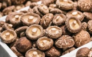 干香菇和鲜香菇哪个炖汤好_香菇鸡汤用干香菇还是湿干香菇好