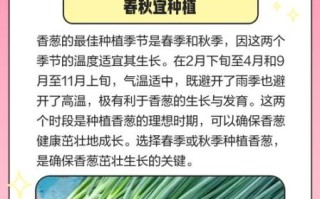 香葱的营养价值_香葱的功效与作用