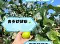 青枣是凉性还是热性_青枣的功效与作用