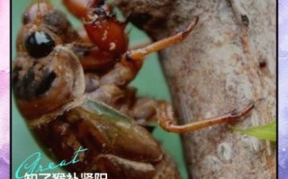 知了猴哪个部位不能吃_知了猴食用禁忌