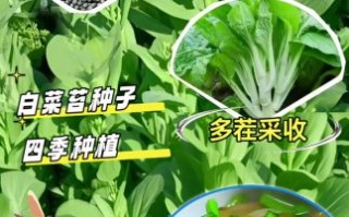 菜苔什么时候播种最好_菜苔几月份种最合适