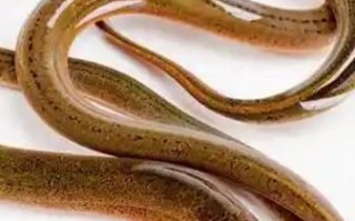 黄鳝养殖技术教程_黄鳝怎么养长得快