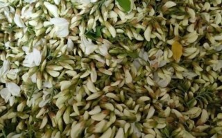 洋槐花怎么吃_洋槐花怎么蒸好吃