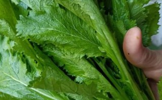 雪里蕻怎么腌制才脆_雪里蕻腌制多久能吃