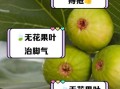 无花果治痔疮真的有用吗_无花果治痔疮的正确吃法