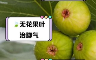 无花果治痔疮真的有用吗_无花果治痔疮的正确吃法