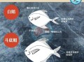 鲳鱼品种图片大全_鲳鱼怎么区分