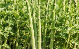 芦笋价格多少钱一斤_2024年最新行情 芦笋价格多少钱一斤_2024年最新行情