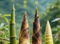 笋的种类有哪些_笋的图片大全怎么认