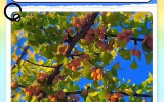 白果怎么吃最安全_白果一天吃几颗合适