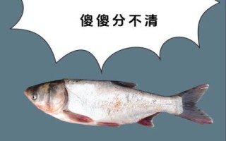 白鲢和花鲢鱼的区别_哪个更好吃