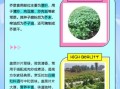盖菜是什么菜_盖菜和芥菜的区别