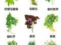 香草图片_香料有哪些种类