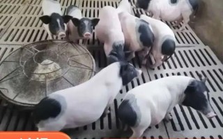 养10头香猪一年能赚多少钱_香猪养殖成本利润分析