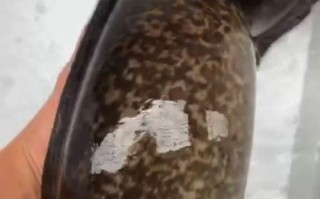 鲈鳗是什么鱼_鲈鳗和鳗鱼区别