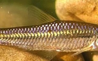 麦穗鱼怎么钓_麦穗鱼钓法技巧