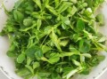 苜蓿菜长什么样_苜蓿菜怎么吃最好