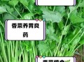 香菜的功效与作用及禁忌_什么人不能吃香菜