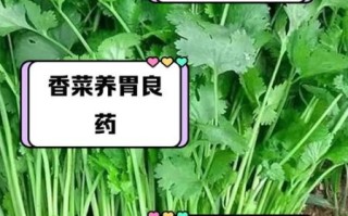 香菜的功效与作用及禁忌_什么人不能吃香菜