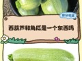 角瓜是西葫芦吗_角瓜和西葫芦的区别