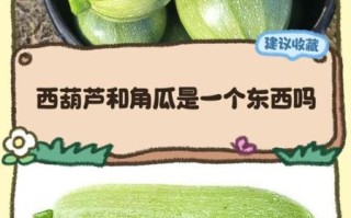 角瓜是西葫芦吗_角瓜和西葫芦的区别