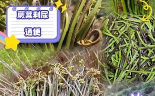 蕨菜的营养价值_蕨菜的功效与作用