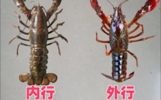 龙虾怎么挑选_龙虾怎么做好吃