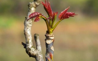 门前种香椿树风水好吗_香椿树风水禁忌