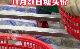 鳜鱼多少钱一斤2021_鳜鱼价格走势