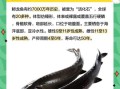 吃中华鲟鱼的好处_中华鲟鱼营养价值高吗