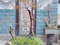 乌饭树老桩盆景怎么养_乌饭树老桩盆景价格是多少