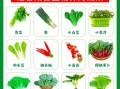蔬菜怎么种_阳台种菜步骤