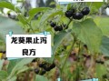 龙葵果的功效与作用_龙葵果的正确吃法