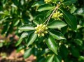 八角茴香的功效与作用_八角茴香怎么吃最养胃