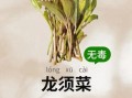 龙须菜的做法大全_龙须菜的功效与作用