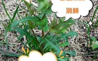 苦苣菜的功效与作用_苦苣菜怎么吃最健康