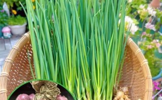 红葱头怎么炒好吃_红葱头做法大全