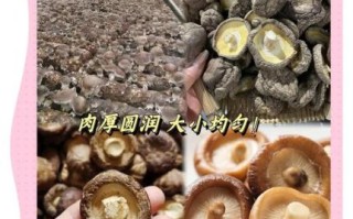 香菇批发价格多少钱一斤_如何挑选优质干香菇 香菇批发价格多少钱一斤_如何挑选优质干香菇