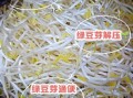 绿豆芽菜怎么保存_绿豆芽菜的营养价值